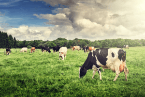 Meat Labels Explained: The Ultimate Guide to Grass-Fed, Pasture-Raised ...