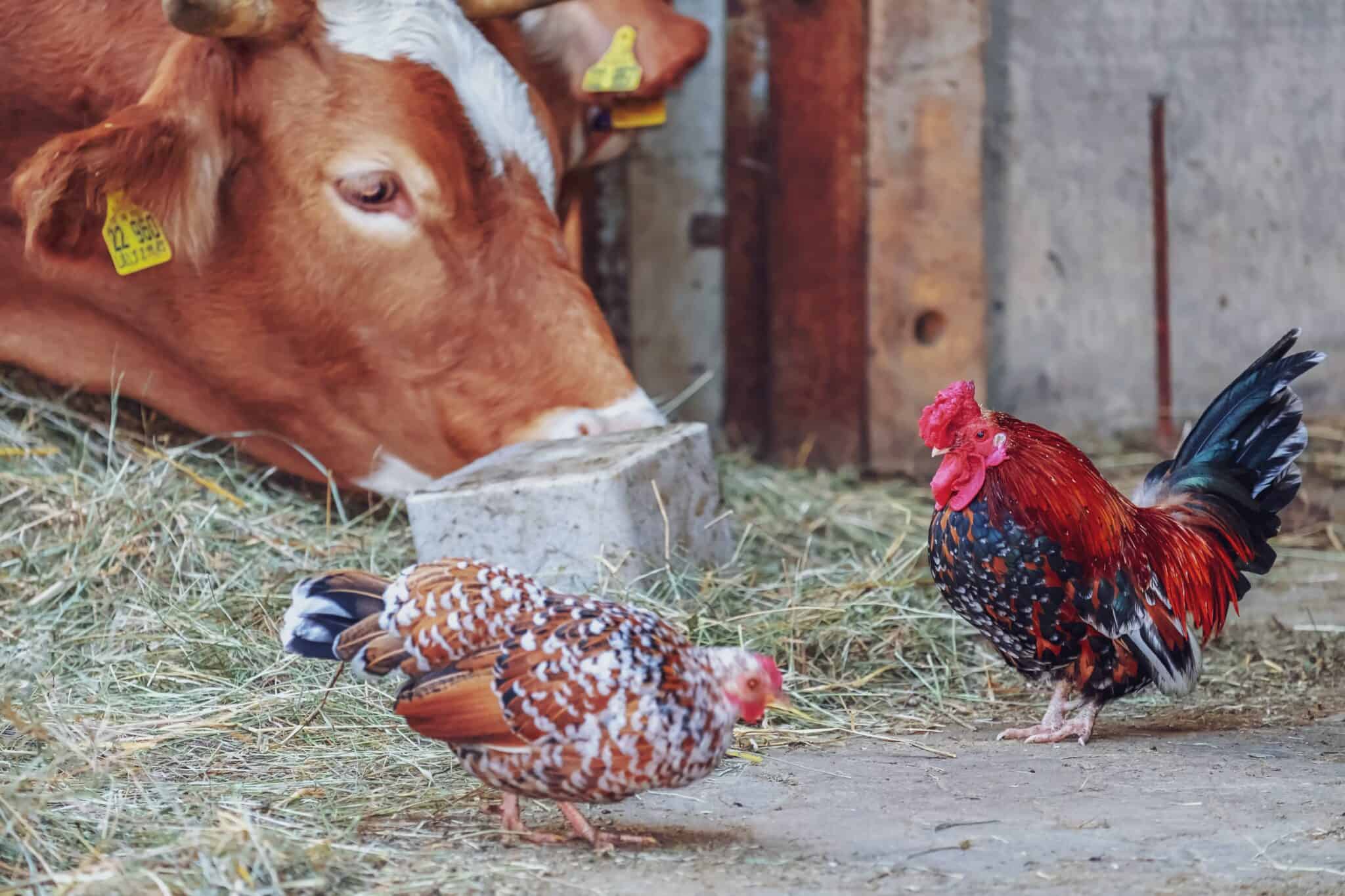 Meat Labels Explained: The Ultimate Guide to Grass-Fed, Pasture-Raised ...